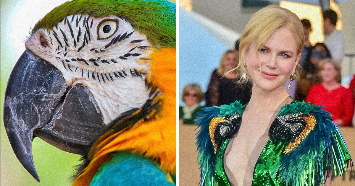 16 Atuendos de famosas inspirados en animales que prueban que la moda ...